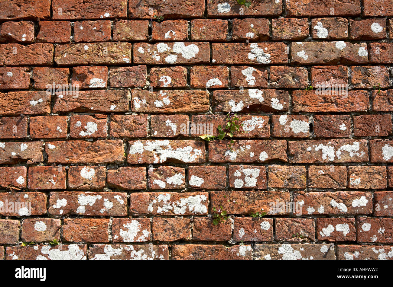 old weathered red brick wall dartmouth devon england europe uk Stock ...