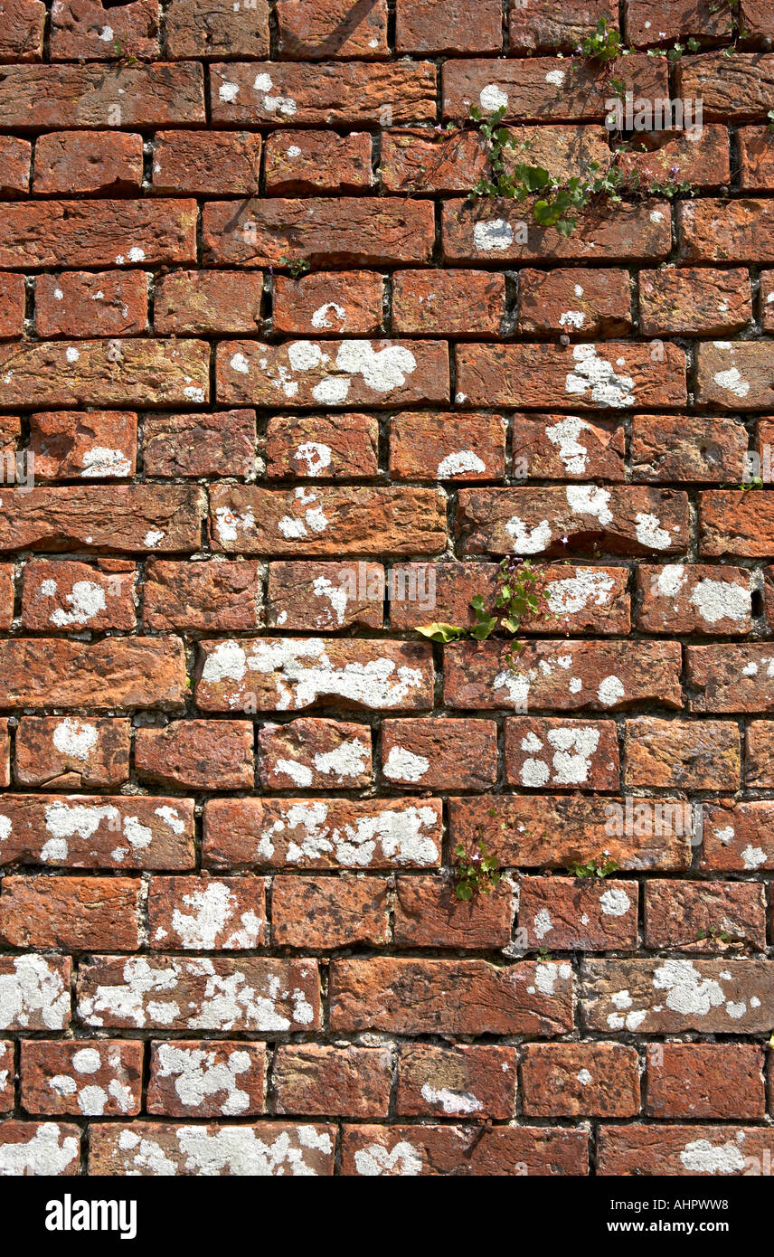 old weathered red brick wall dartmouth devon england europe uk Stock ...