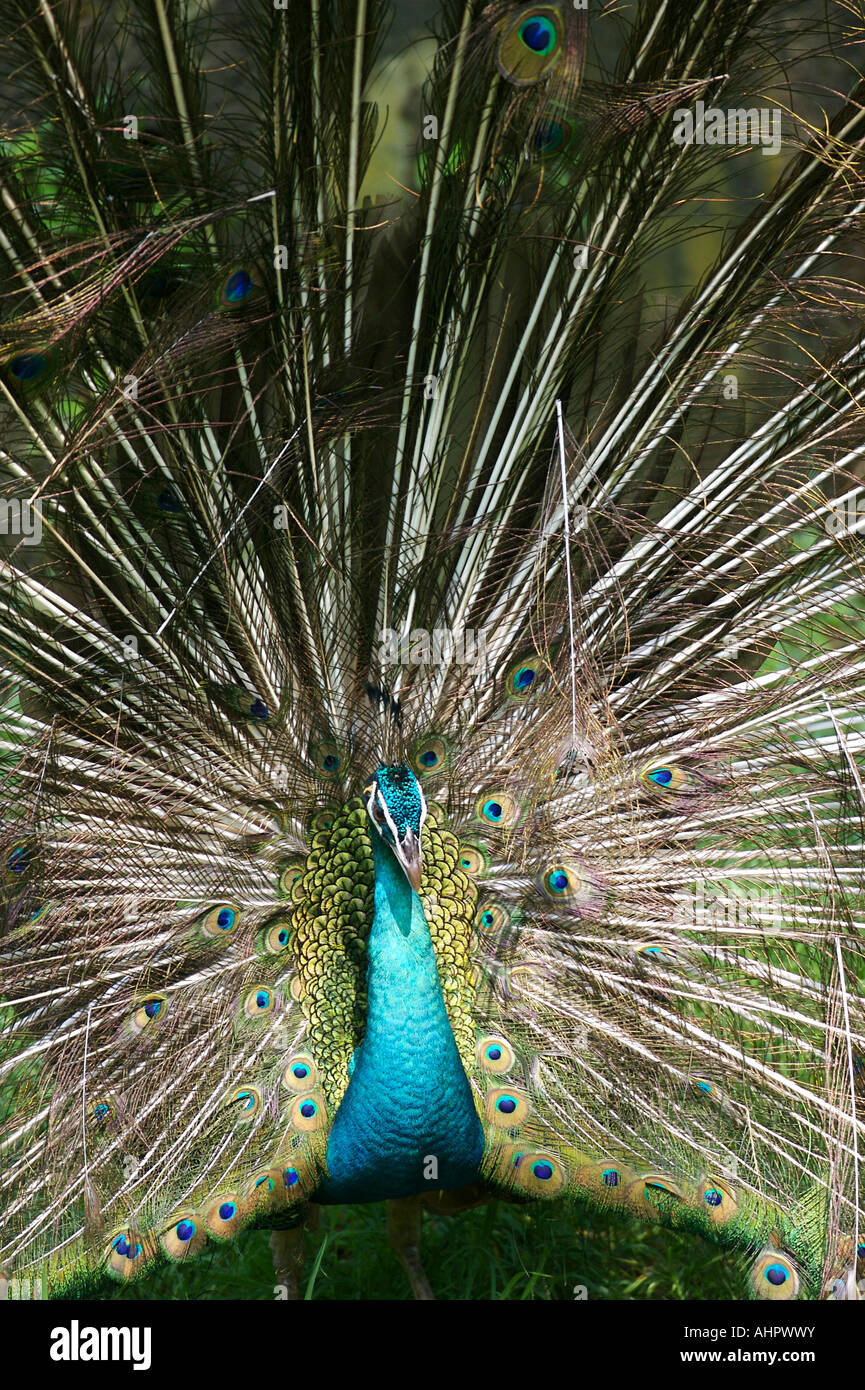Indian Blue Peacock Stock Photo - Alamy