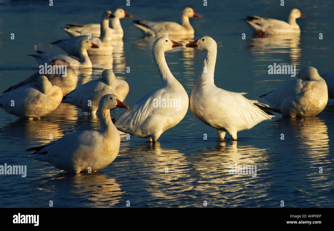 Snow geese form an iconic heart shape Prime Hook National Wildlife ...