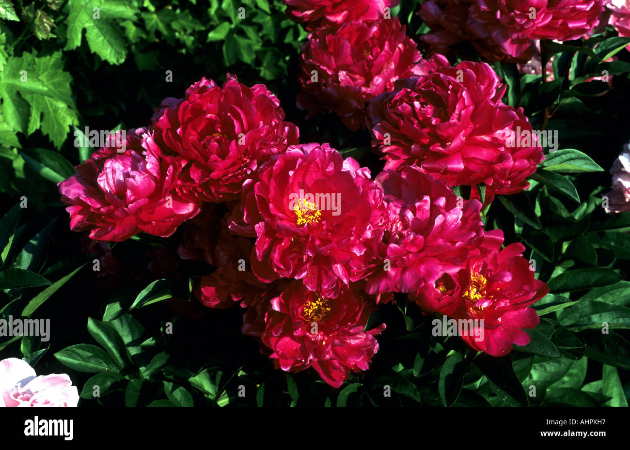 Peonies uk hi-res stock photography and images - Alamy