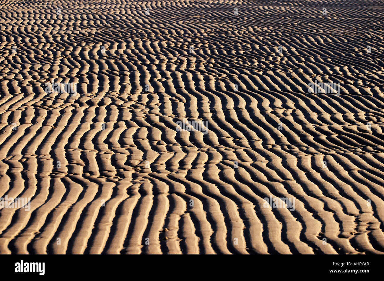 Tidal flow patterns form sand ripples on the beach at Lewes Delaware ...
