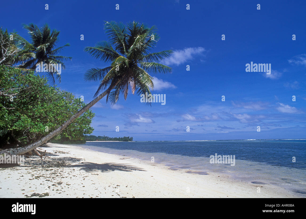 Kosrae Micronesia beach and coconut palm tree at Kosrae Nautilus Resort ...