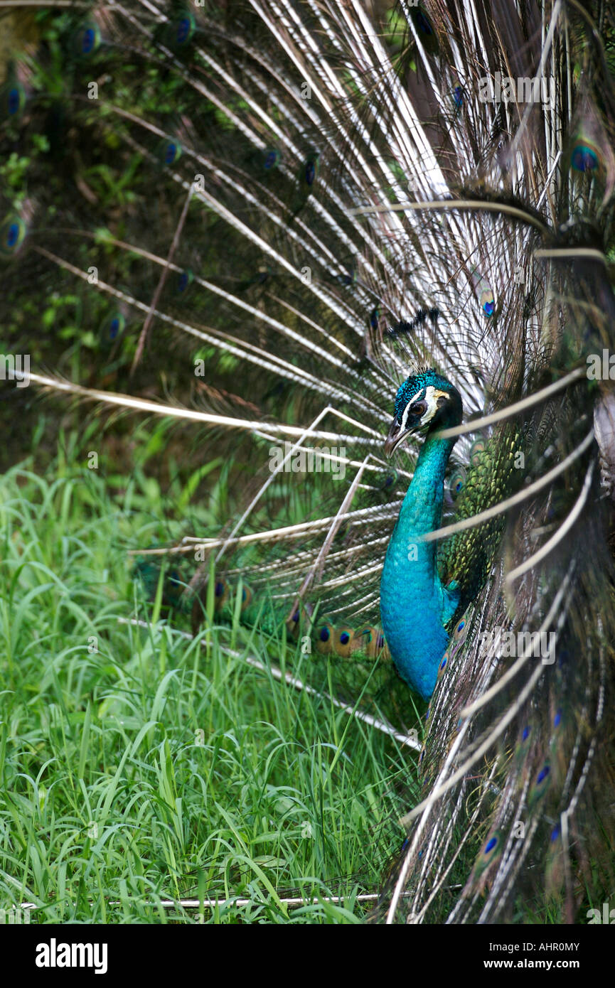 Indian Blue Peacock Stock Photo - Alamy