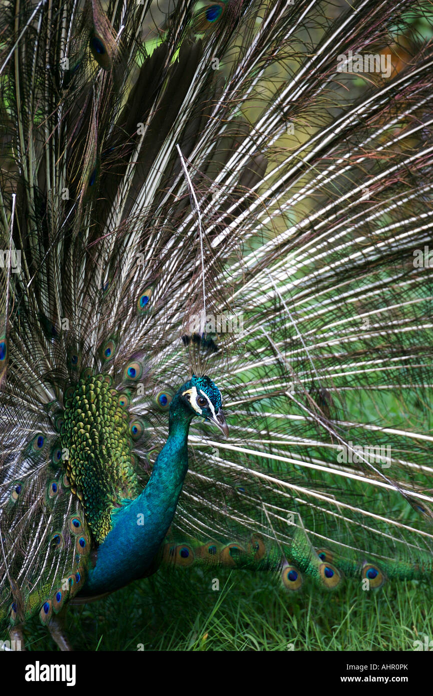 Indian Blue Peacock Stock Photo - Alamy