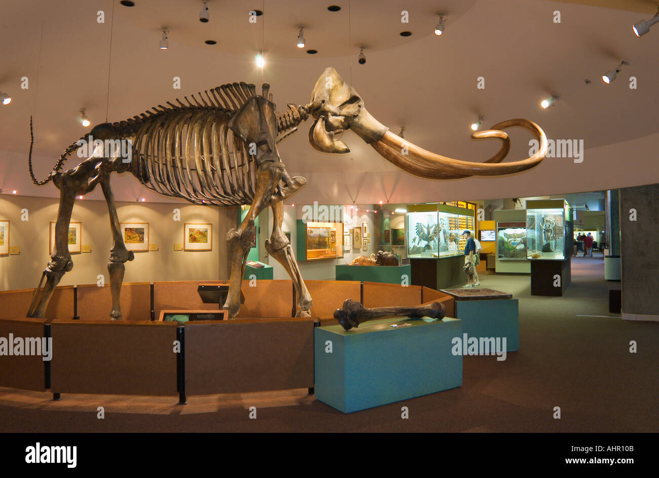 Columbian Mammoth skeleton exhibit in George C Page Museum at La Brea ...