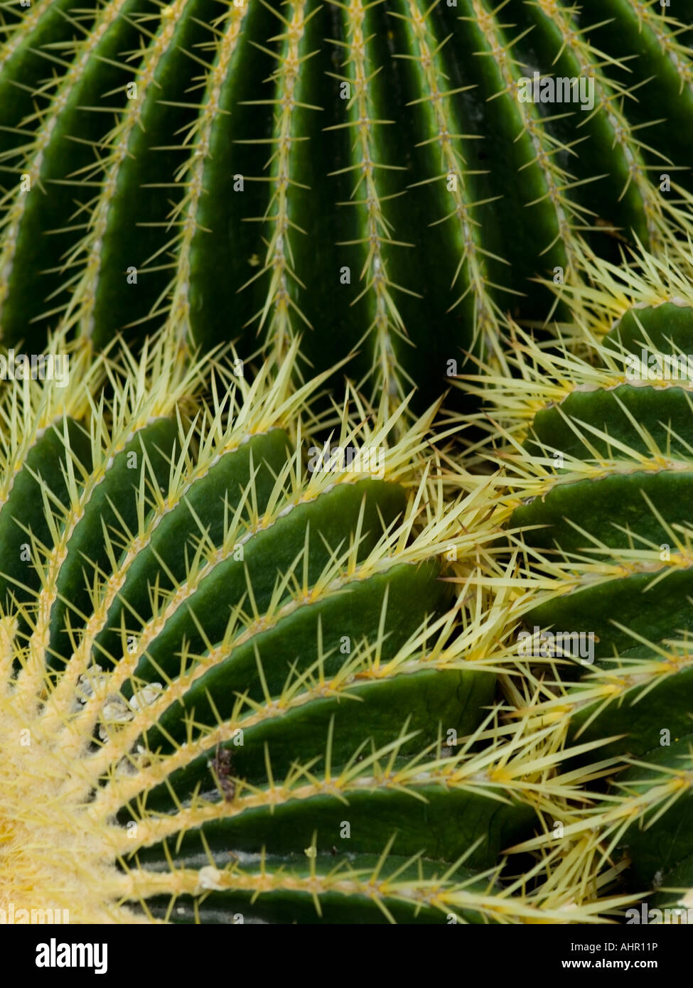 Cactus in Royal gardens of Kew Richmond Greater London Middlesex ...