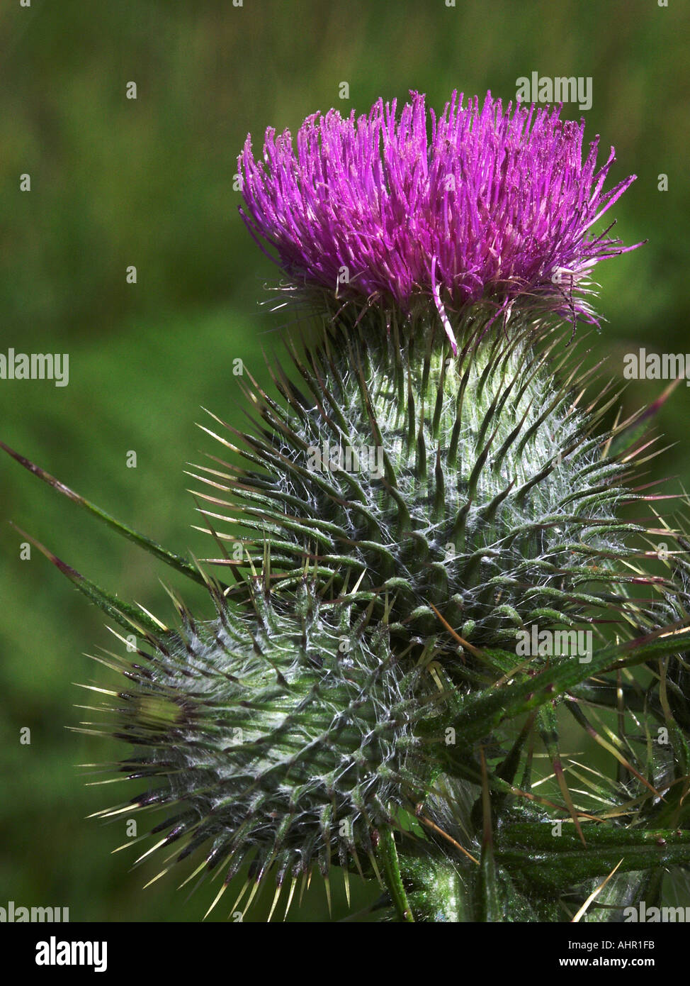 Scottish Cotton thistle in flower Onopordon acanthium biennial Eurasian ...