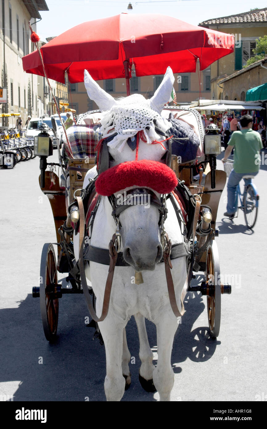 A white horse with a red nose strap awaiting the next punter to take a ...