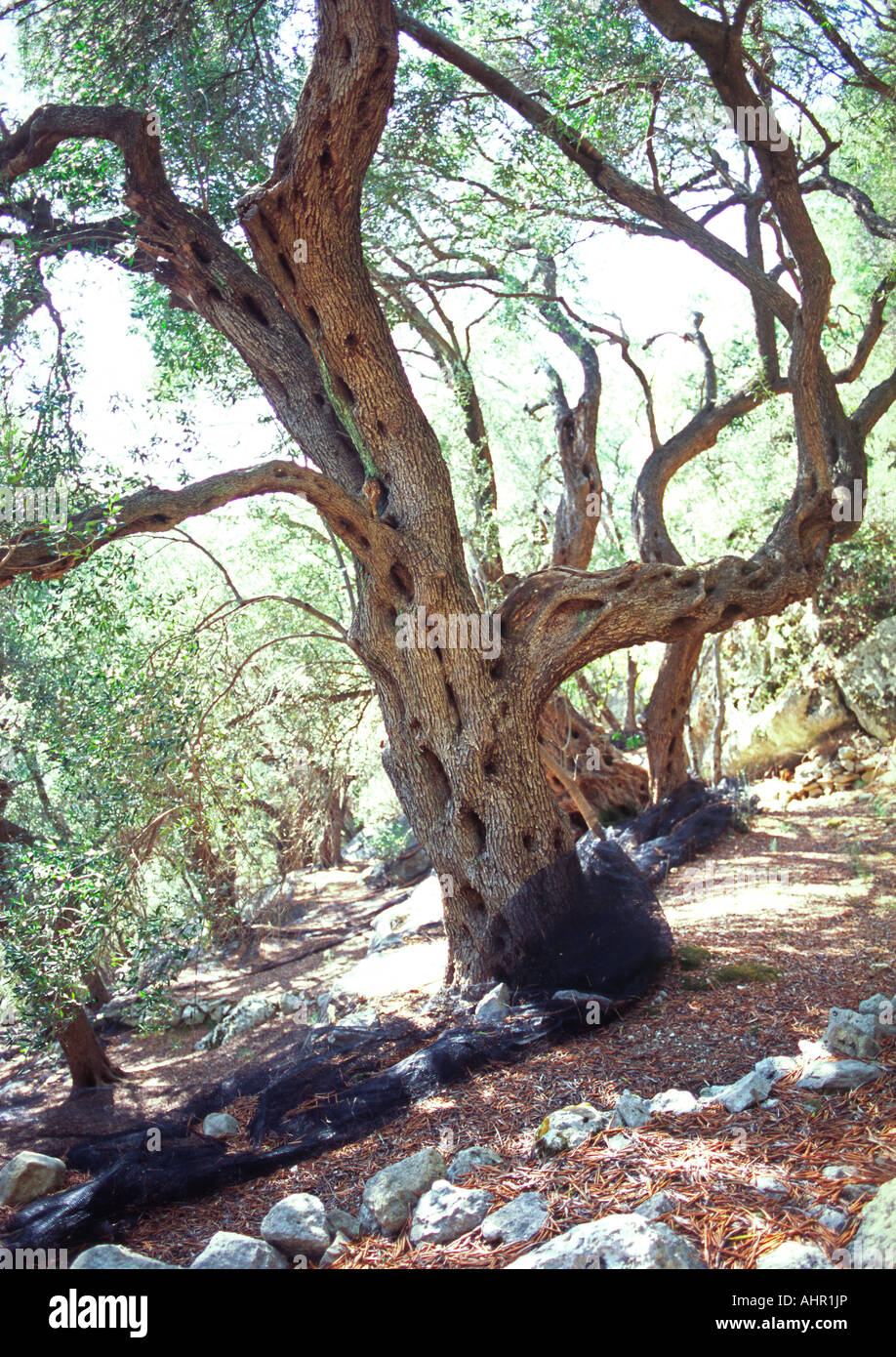 Olive tree, Corfu Stock Photo - Alamy