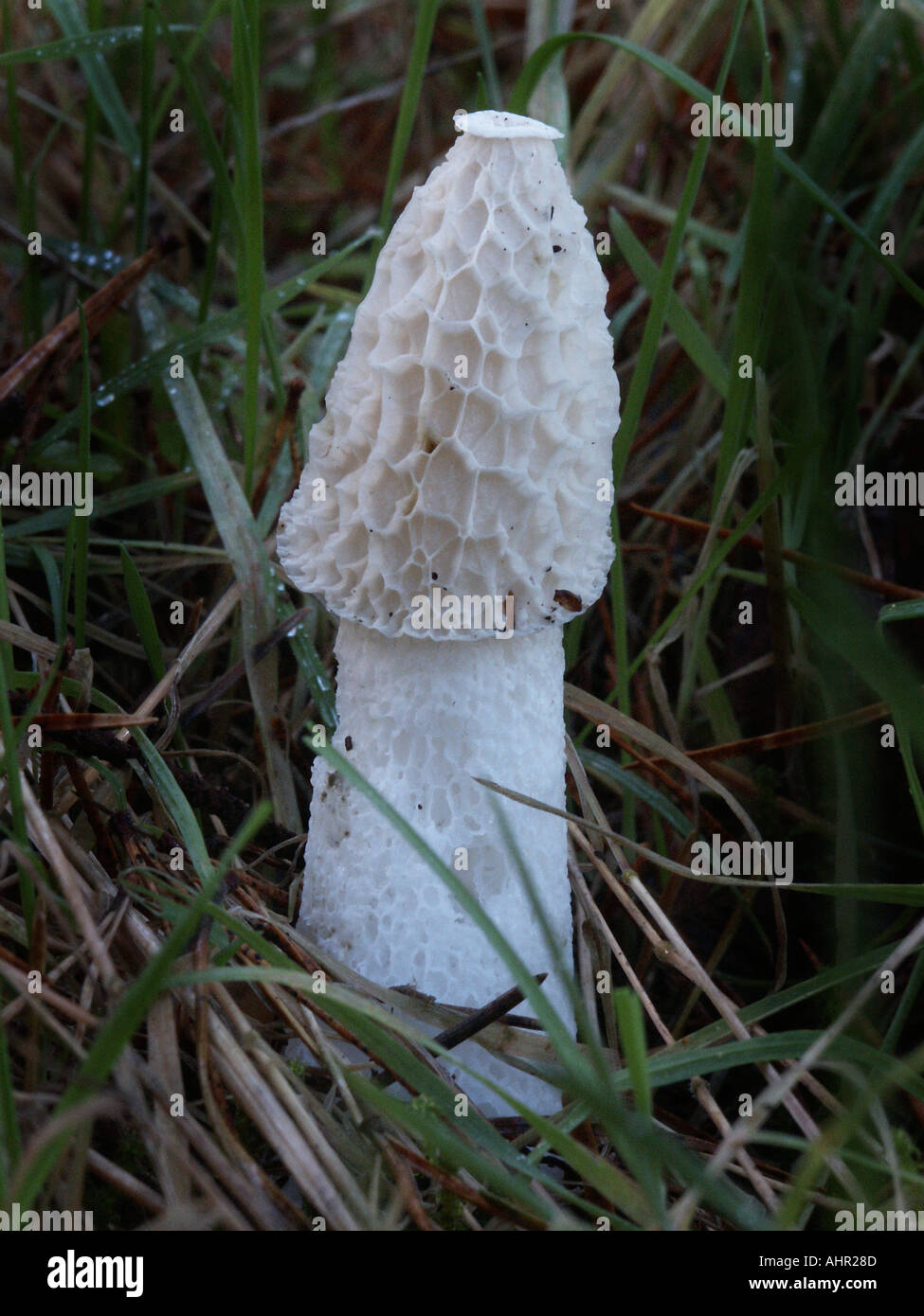 Stinkhorn Phallus impudicus fungus growing in grass after brown smelly ...