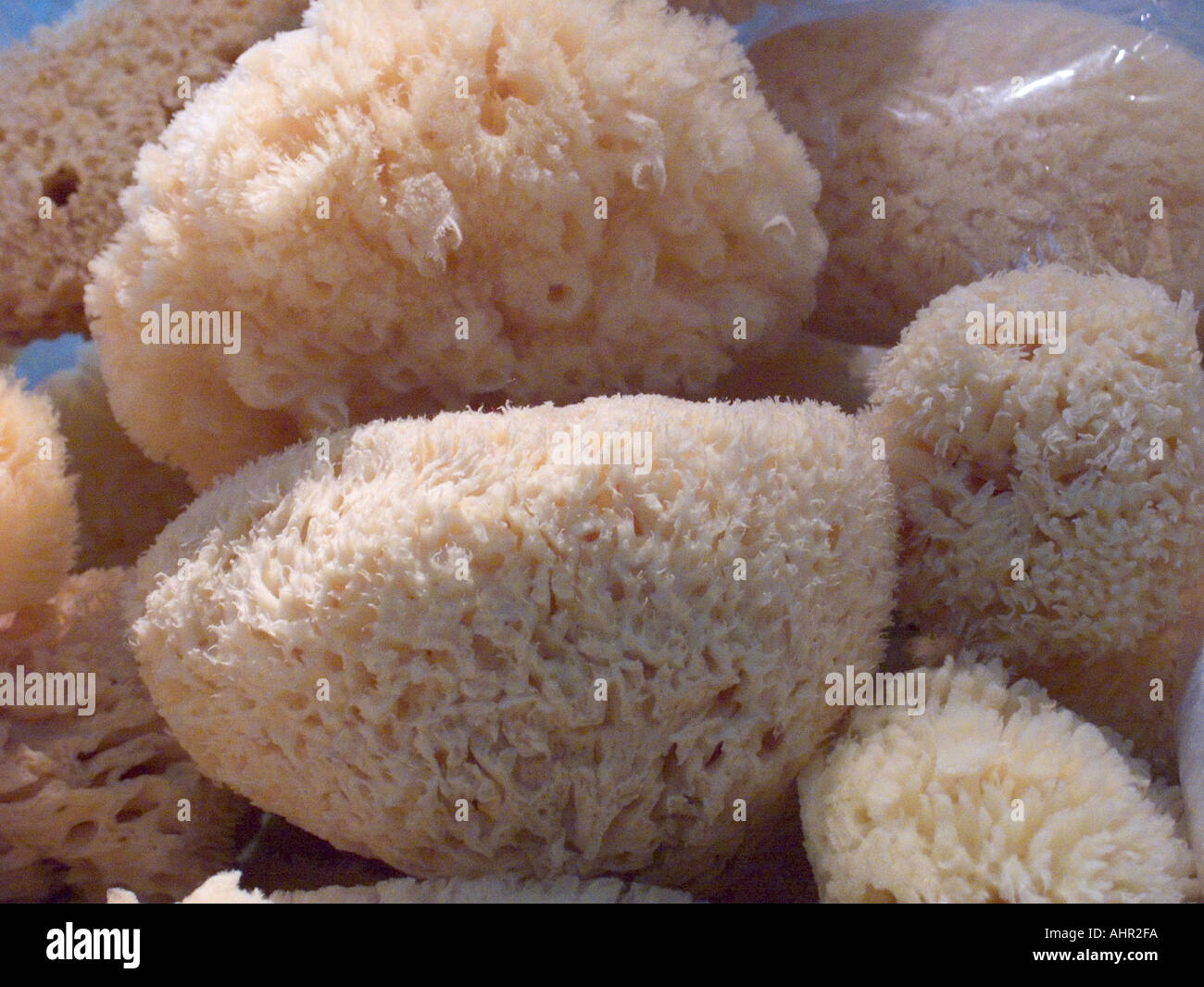 Bathing sponges hi-res stock photography and images - Alamy