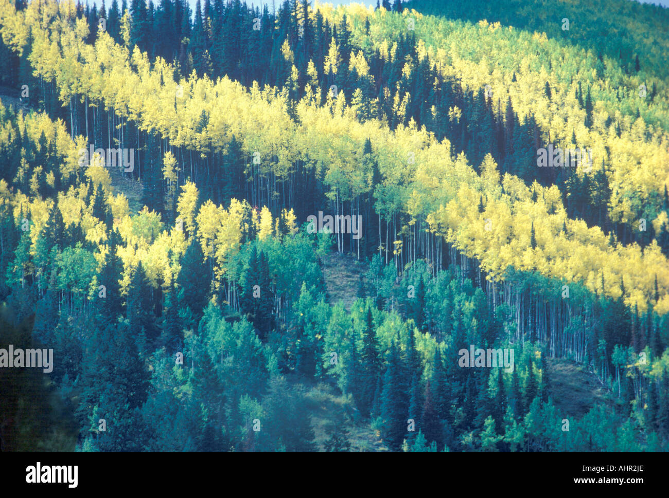 Aerial view of aspen trees San Juan National Forest Colorado Stock ...