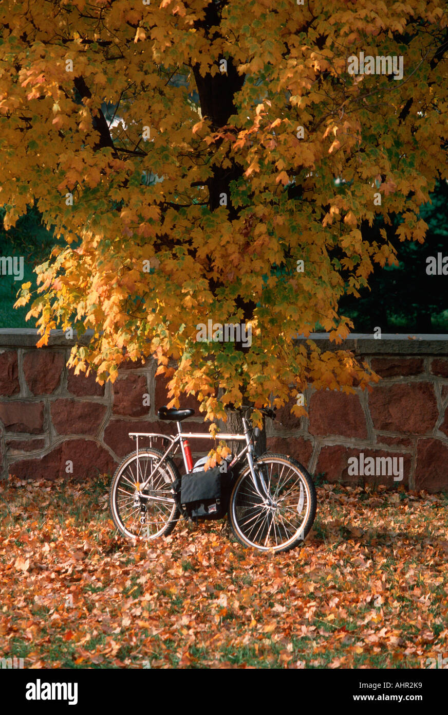 Bicycle leaning against tree in autumn Washington D C Stock Photo - Alamy