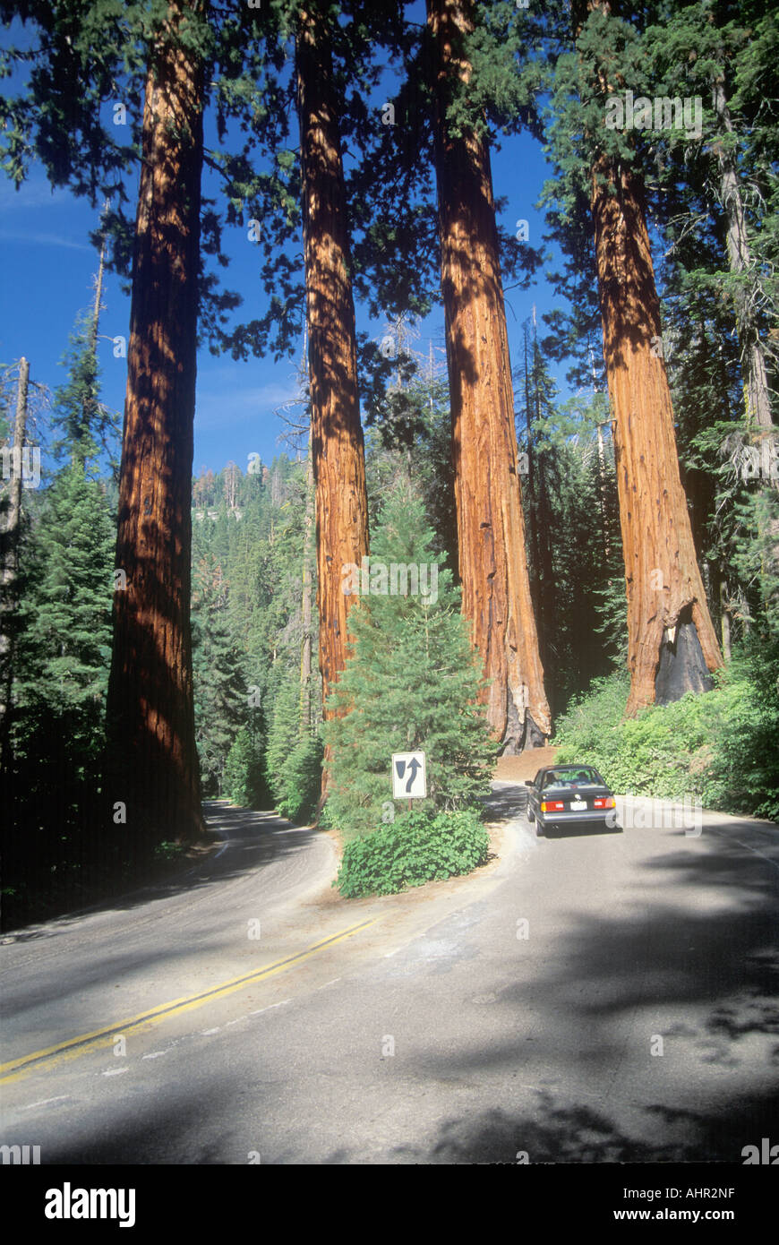 Four guardian trees hi-res stock photography and images - Alamy