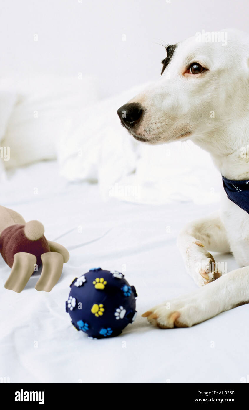 White dog sitting profile hi-res stock photography and images - Alamy