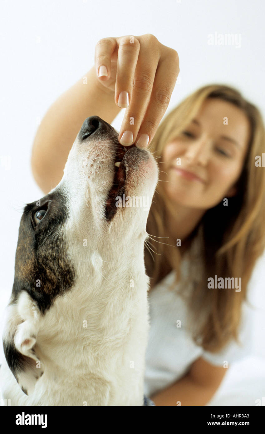 Lady owner feeding dog Stock Photo - Alamy