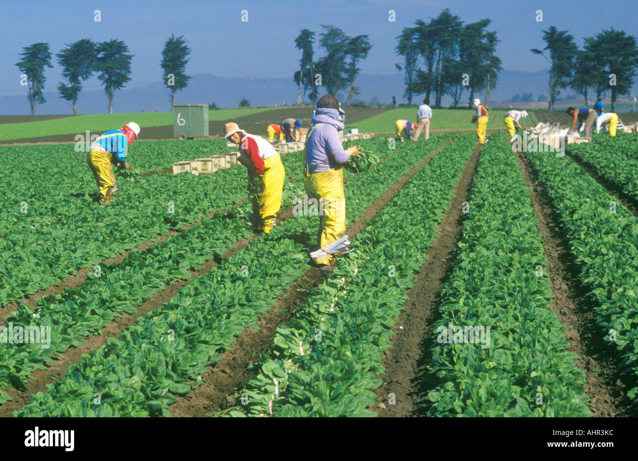Farm workers picking vegetables in a field Stock Photo - Alamy