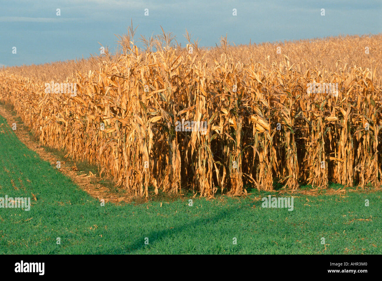 Dried Corn Stalks Bundle