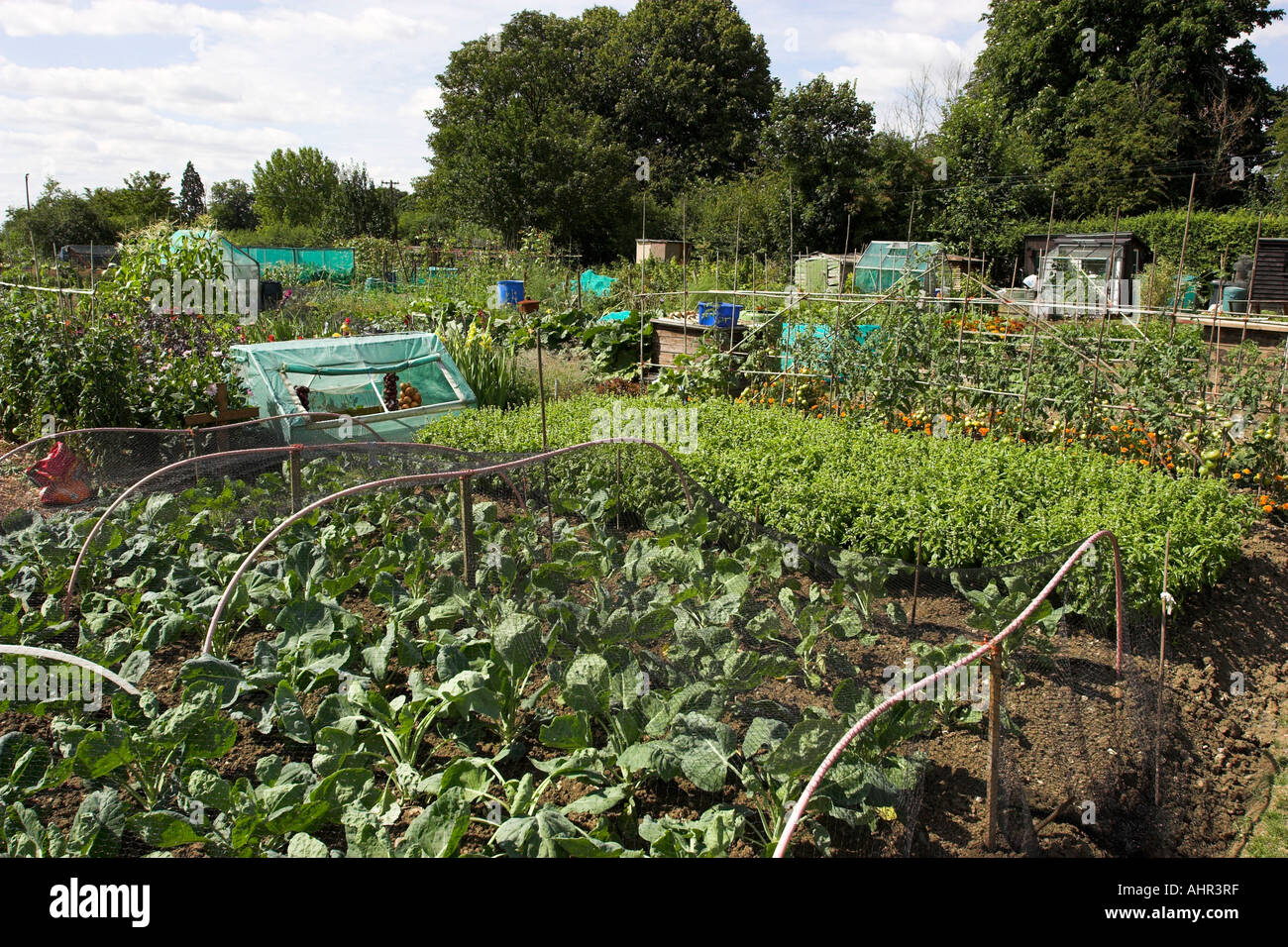 Allotment garden cottage hi-res stock photography and images - Alamy