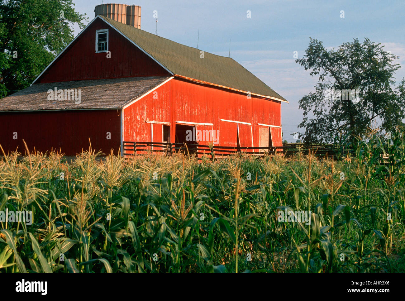 Green corn fields and red barn in Indiana Stock Photo - Alamy