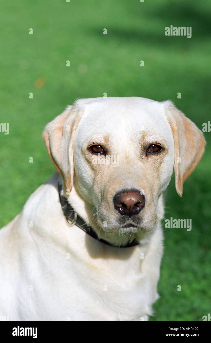 Species labrador hi-res stock photography and images - Alamy