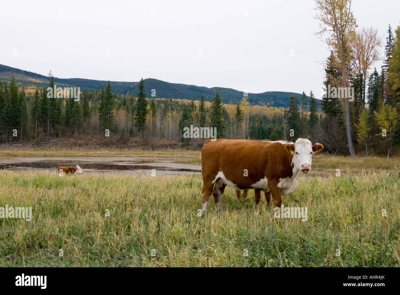 Cattle ranch british columbia hi-res stock photography and images - Alamy