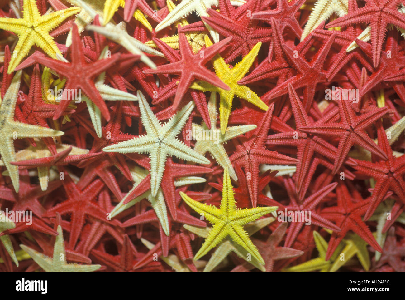 Prosobranchs hi-res stock photography and images - Alamy