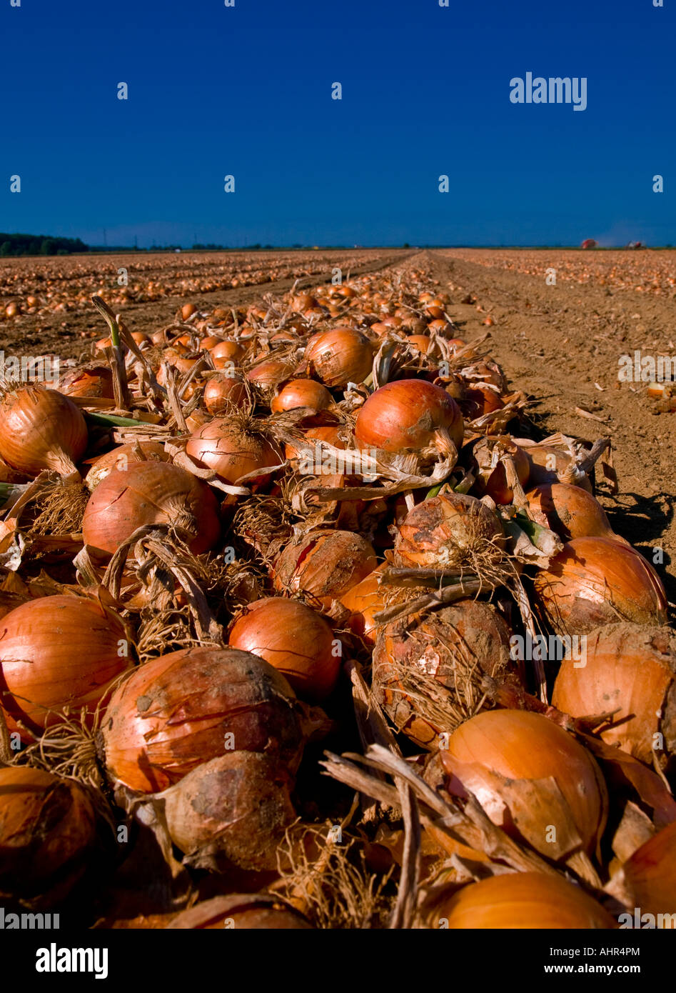 Lifting onion hi-res stock photography and images - Alamy