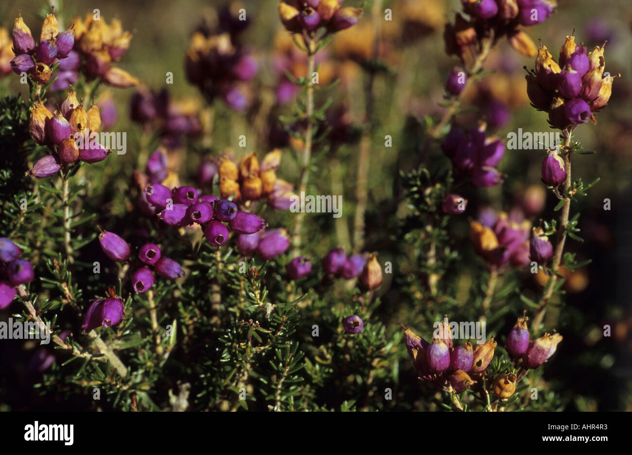 Bell heather erica cinerea Stock Photo - Alamy