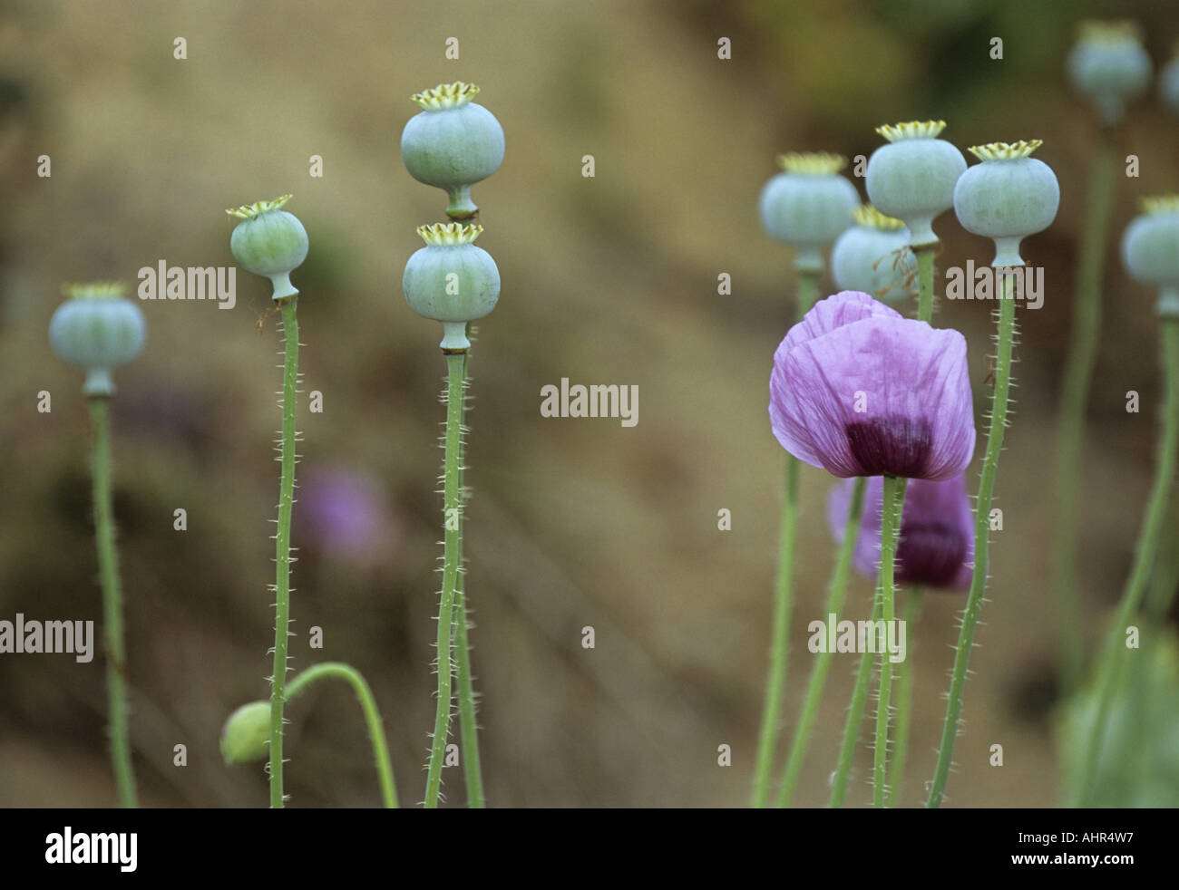 Poppy flowers and seed heads papaver spp Stock Photo - Alamy