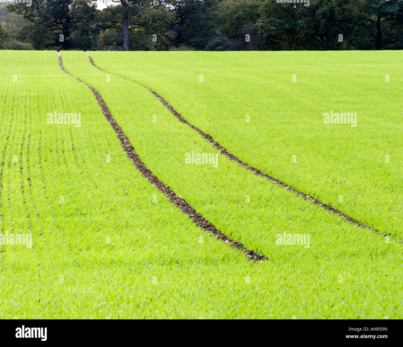 Green field agriculture farming Stock Photo - Alamy