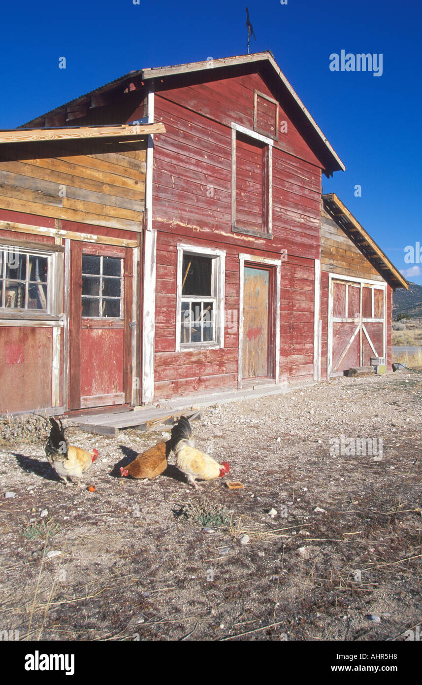 Western barn with roosters on route 50 in NV Stock Photo - Alamy