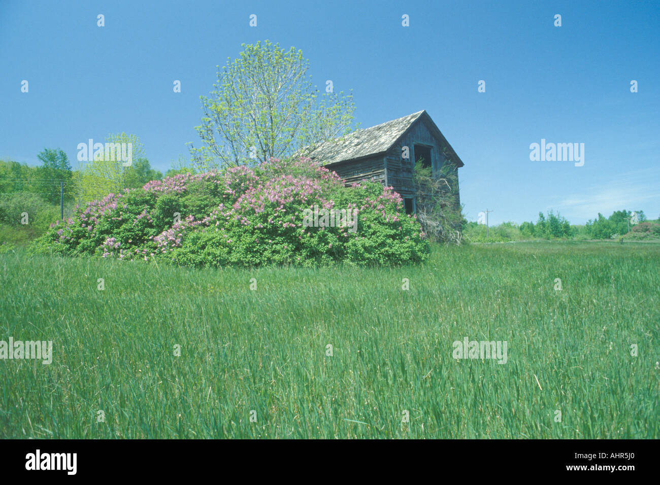 Long green grass with flowers next to a barn during springtime in MI ...