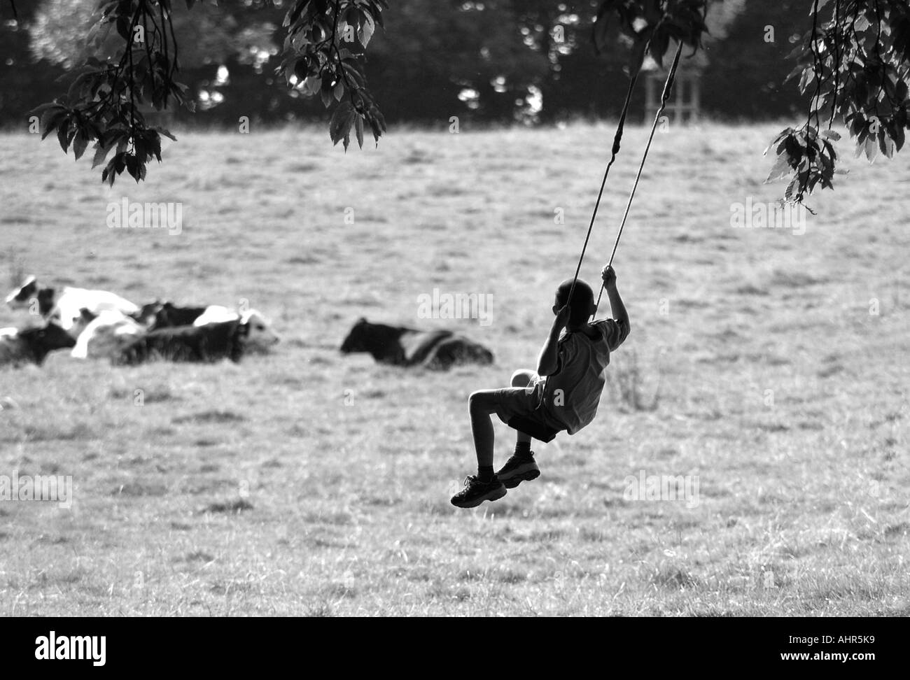 Boy and his cows hi-res stock photography and images - Alamy