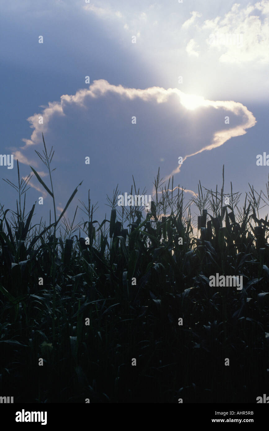 Corn field drought clouds sun hi-res stock photography and images - Alamy