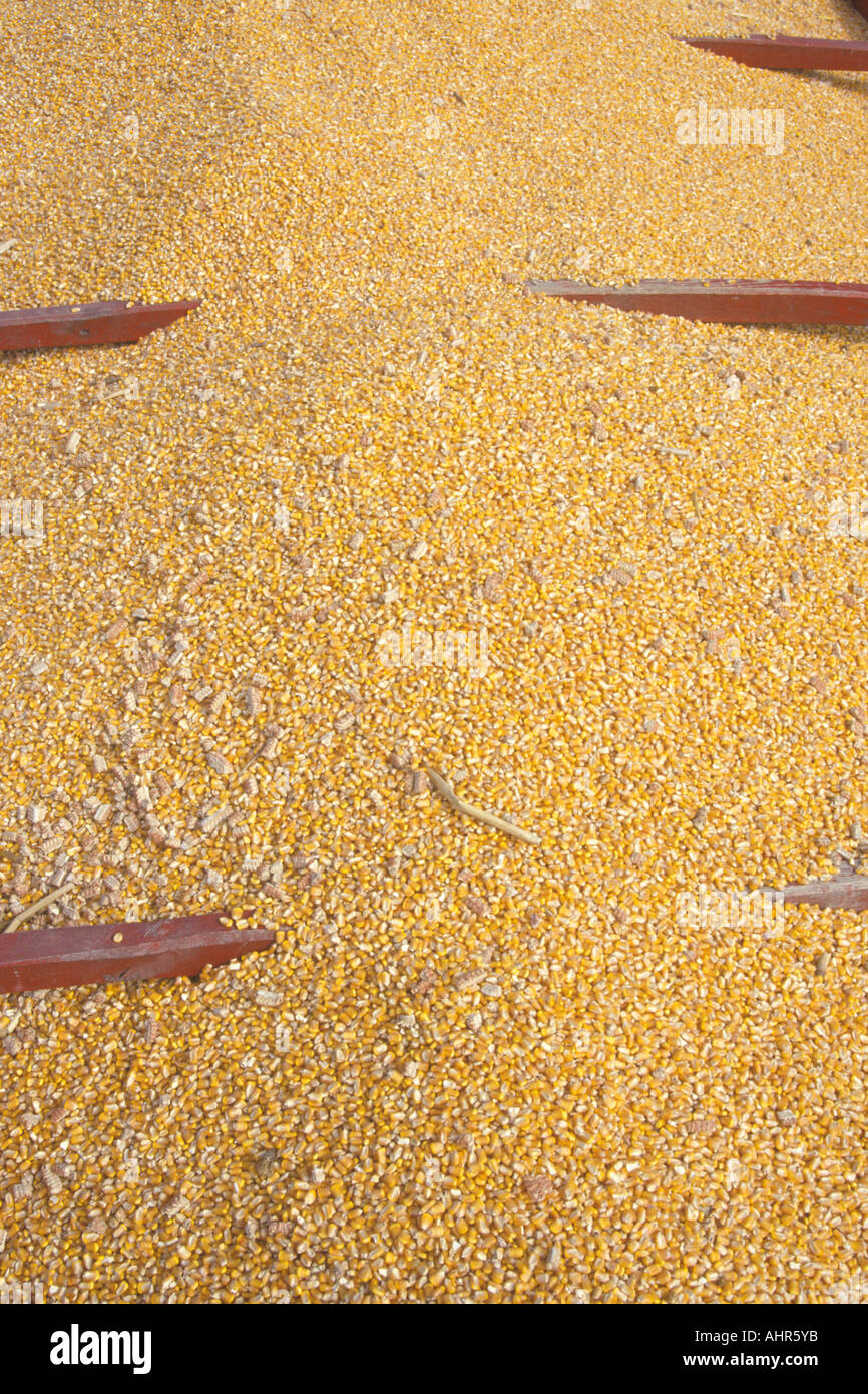 Corn and rock on eastern shore MD Stock Photo - Alamy