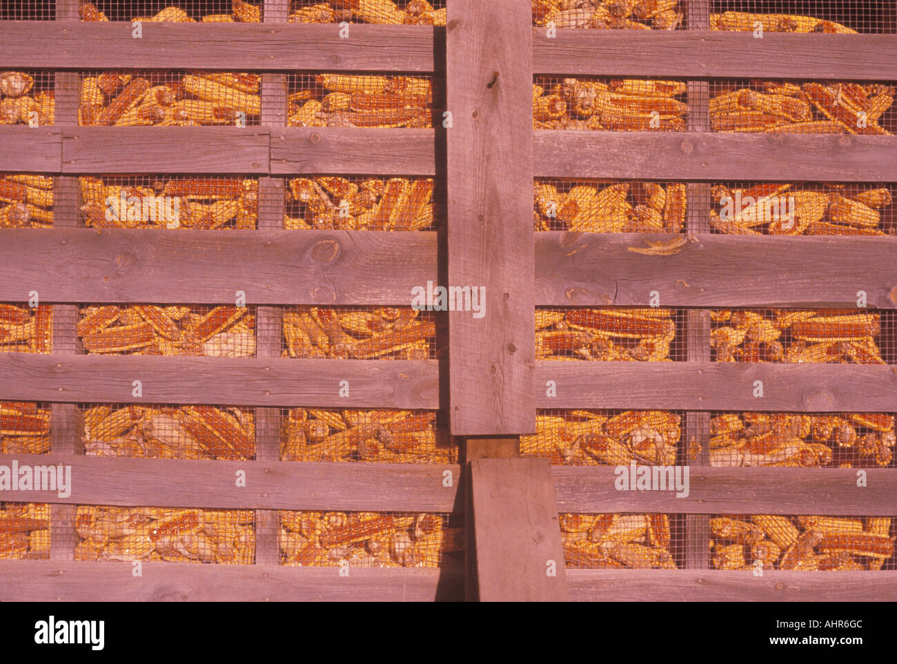 Corn in a feed bin in Catskills NY Stock Photo - Alamy