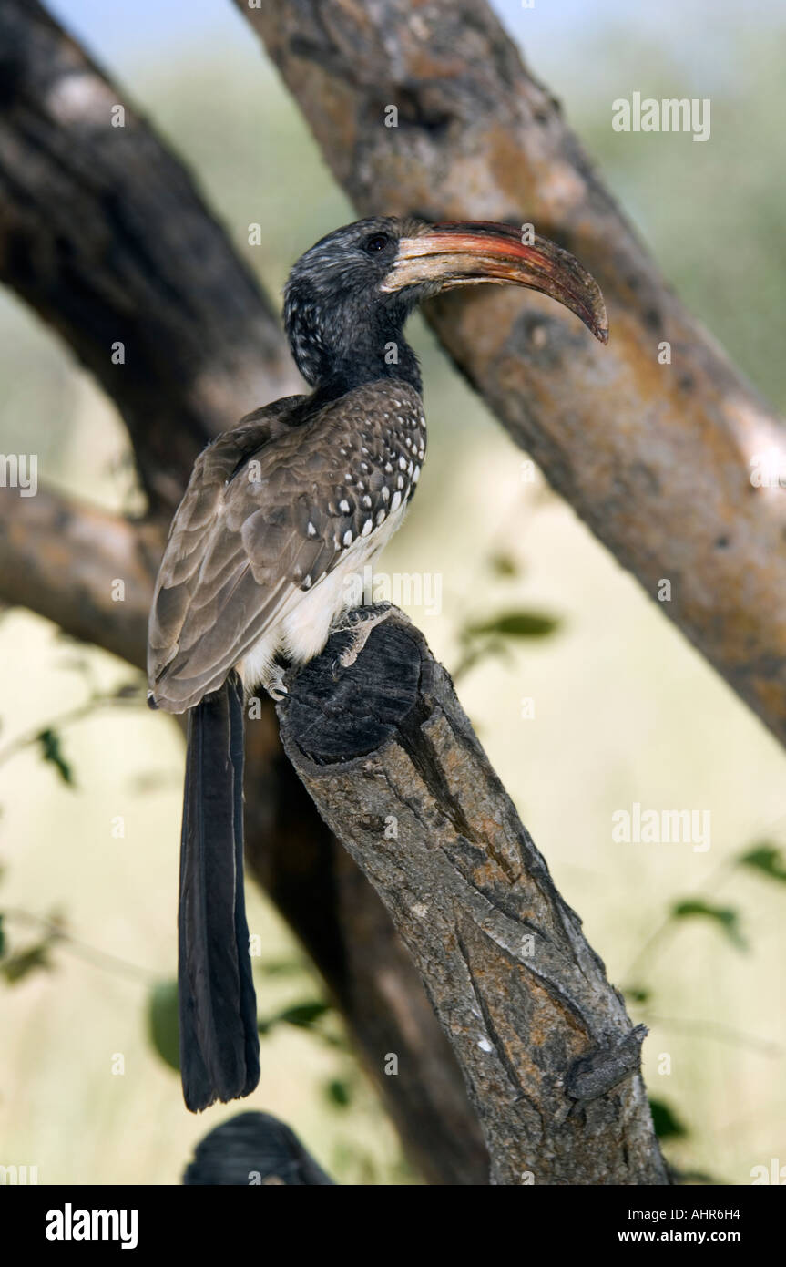 National bird of angola hi-res stock photography and images - Alamy