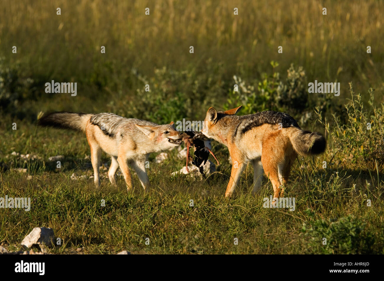 Black backed jackal fighting over hi-res stock photography and images - Alamy