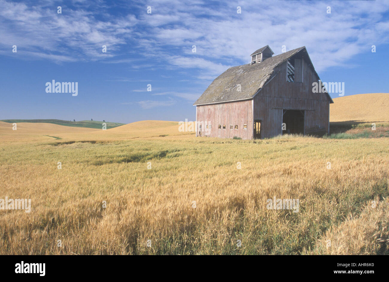 An old barn in a wheat field with a blue sky in Southeast WA Stock ...