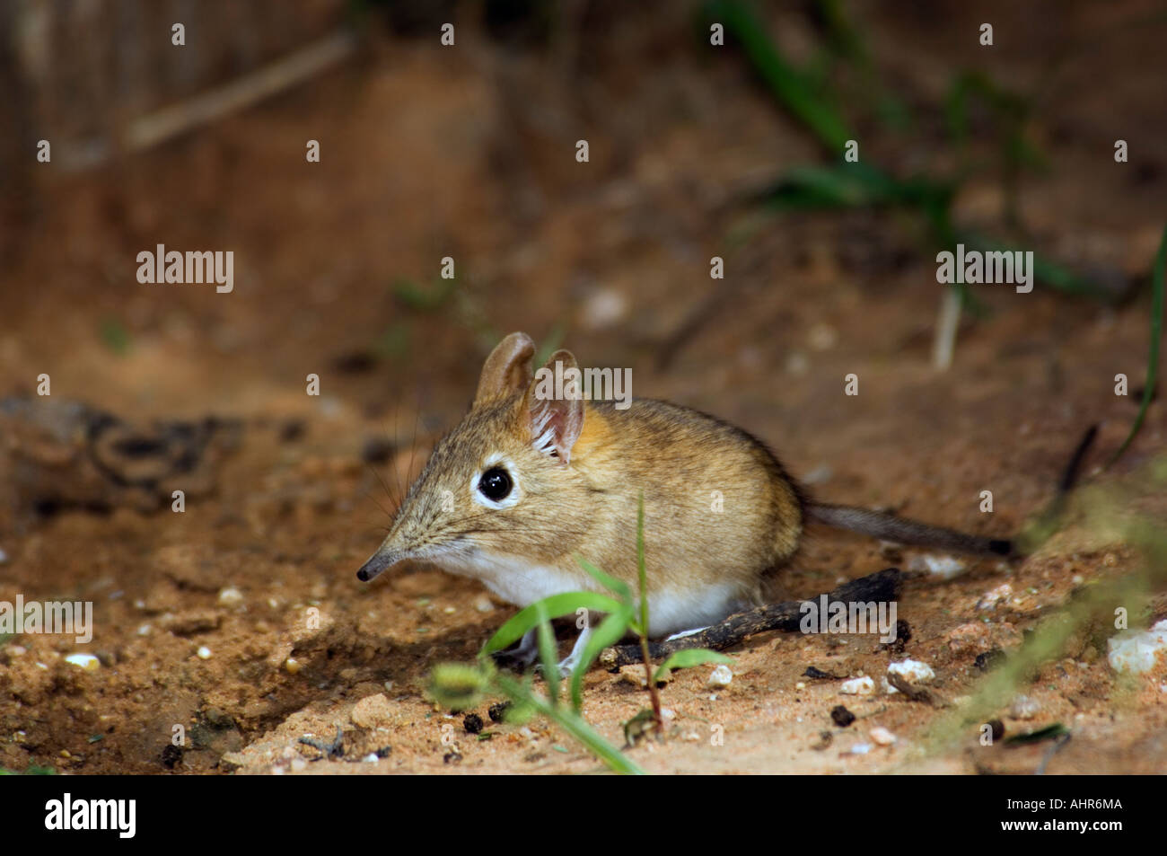 Elephantulus hi-res stock photography and images - Alamy