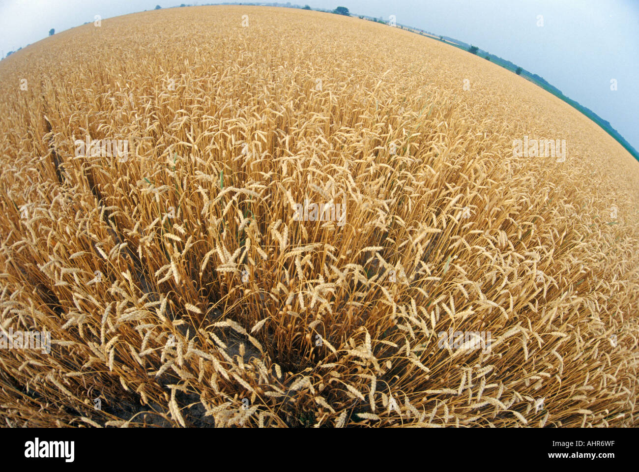 Wheat field growing us hi-res stock photography and images - Alamy