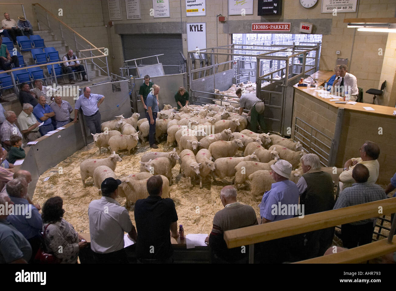 Ashford Market Sheep Sale Stock Photo - Alamy