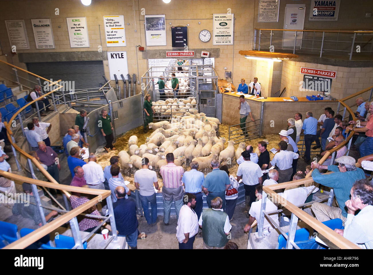 Ashford Market Sheep Sale Stock Photo - Alamy