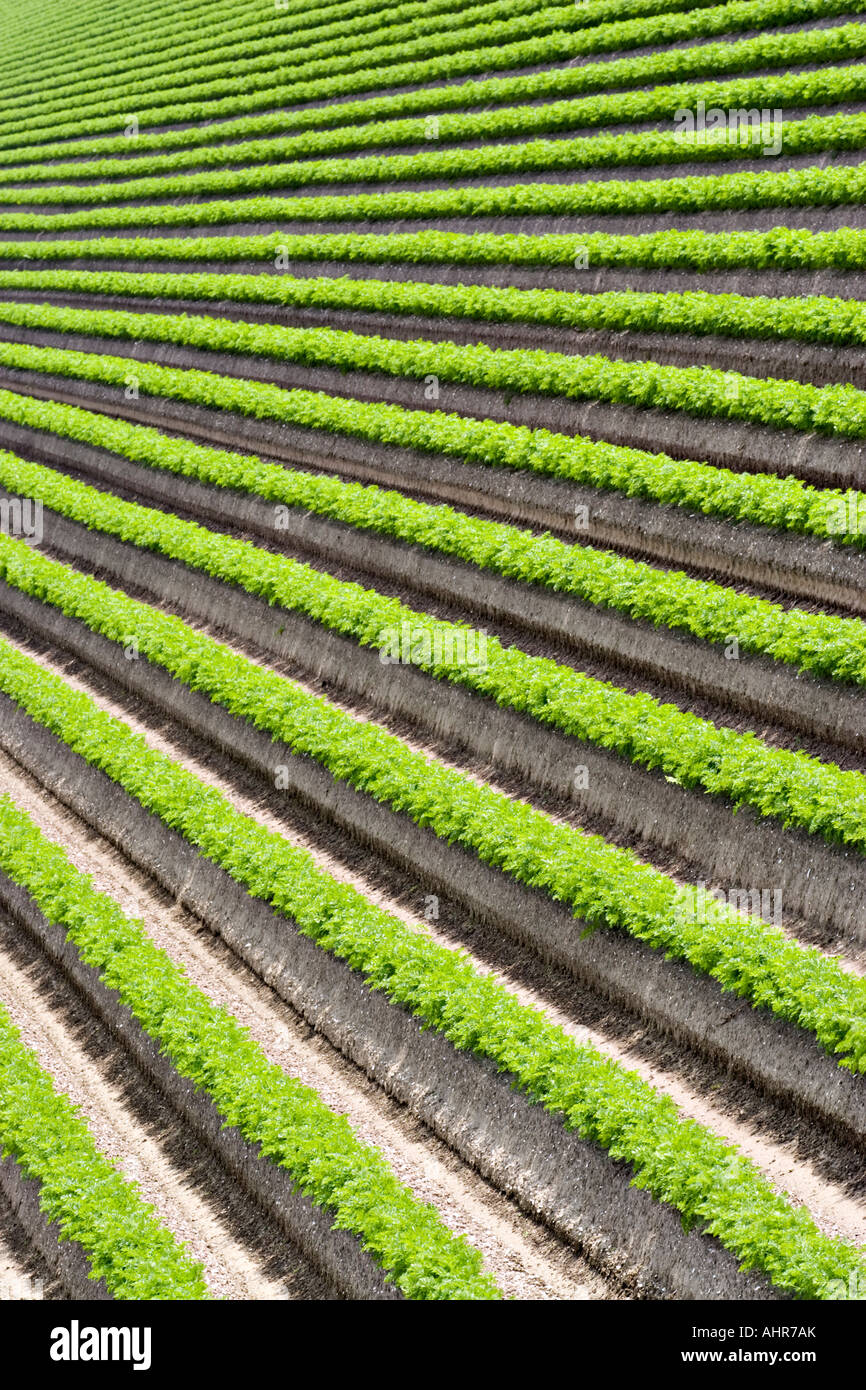 green field with vegetables Stock Photo - Alamy