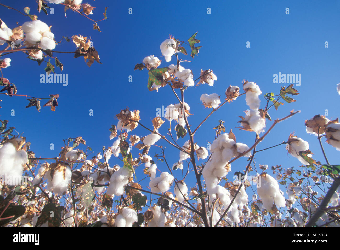 Cotton field in Tucson AZ Stock Photo - Alamy