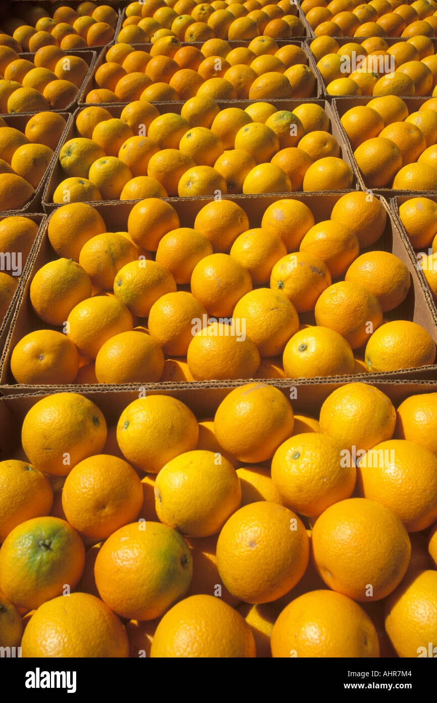 Orange boxes line up in Ventura County CA Stock Photo - Alamy