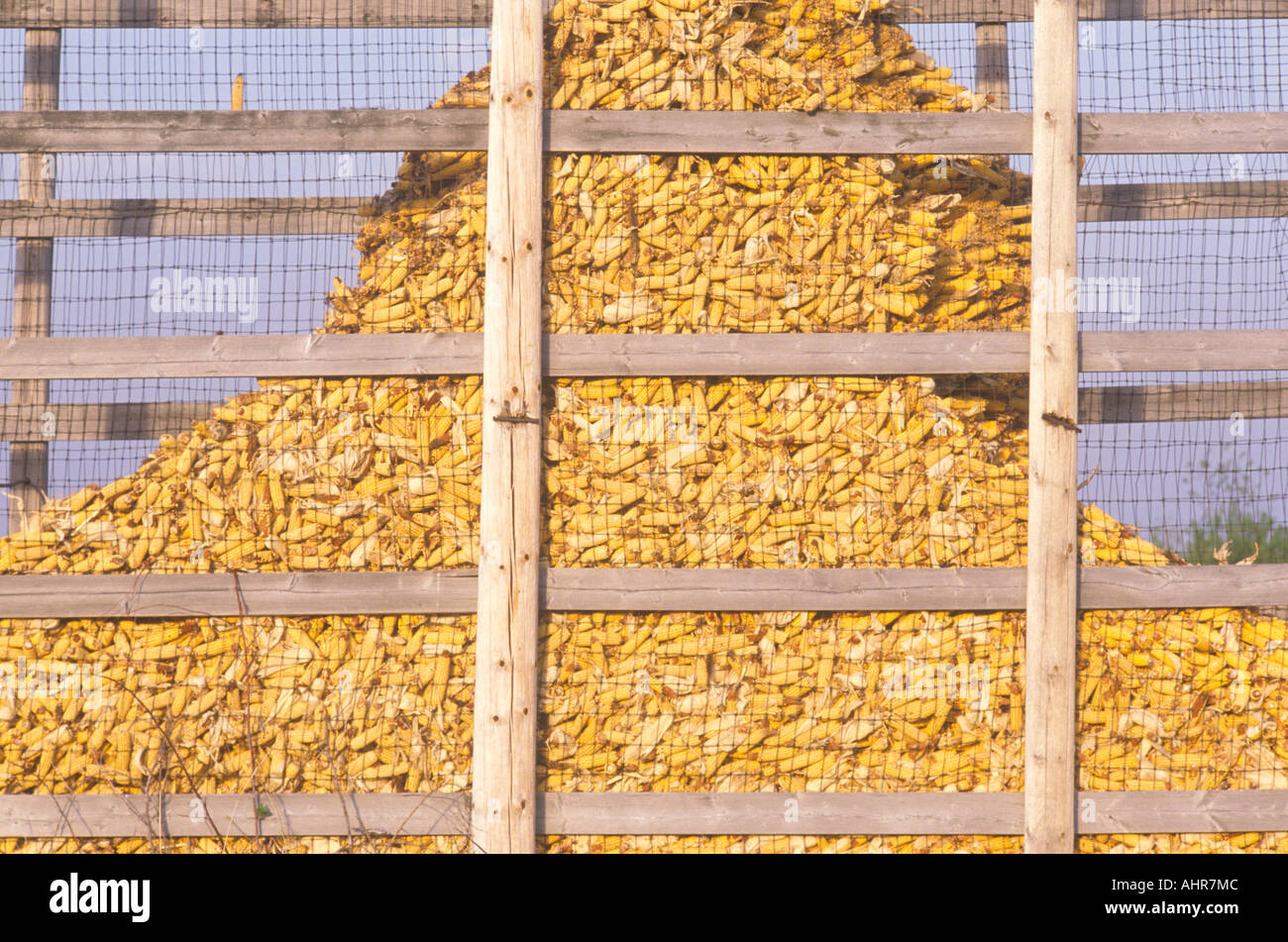 Mount of harvested corn behind a wire fence Stock Photo - Alamy