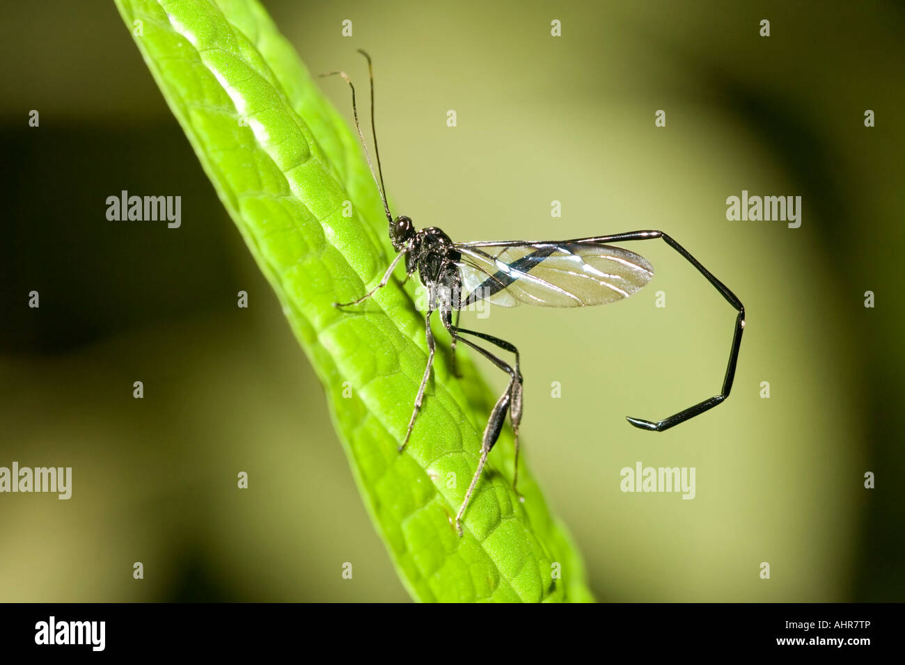 A parasitoid pelecinid wasp (Pelecinus polyturator) pausing on a leaf ...